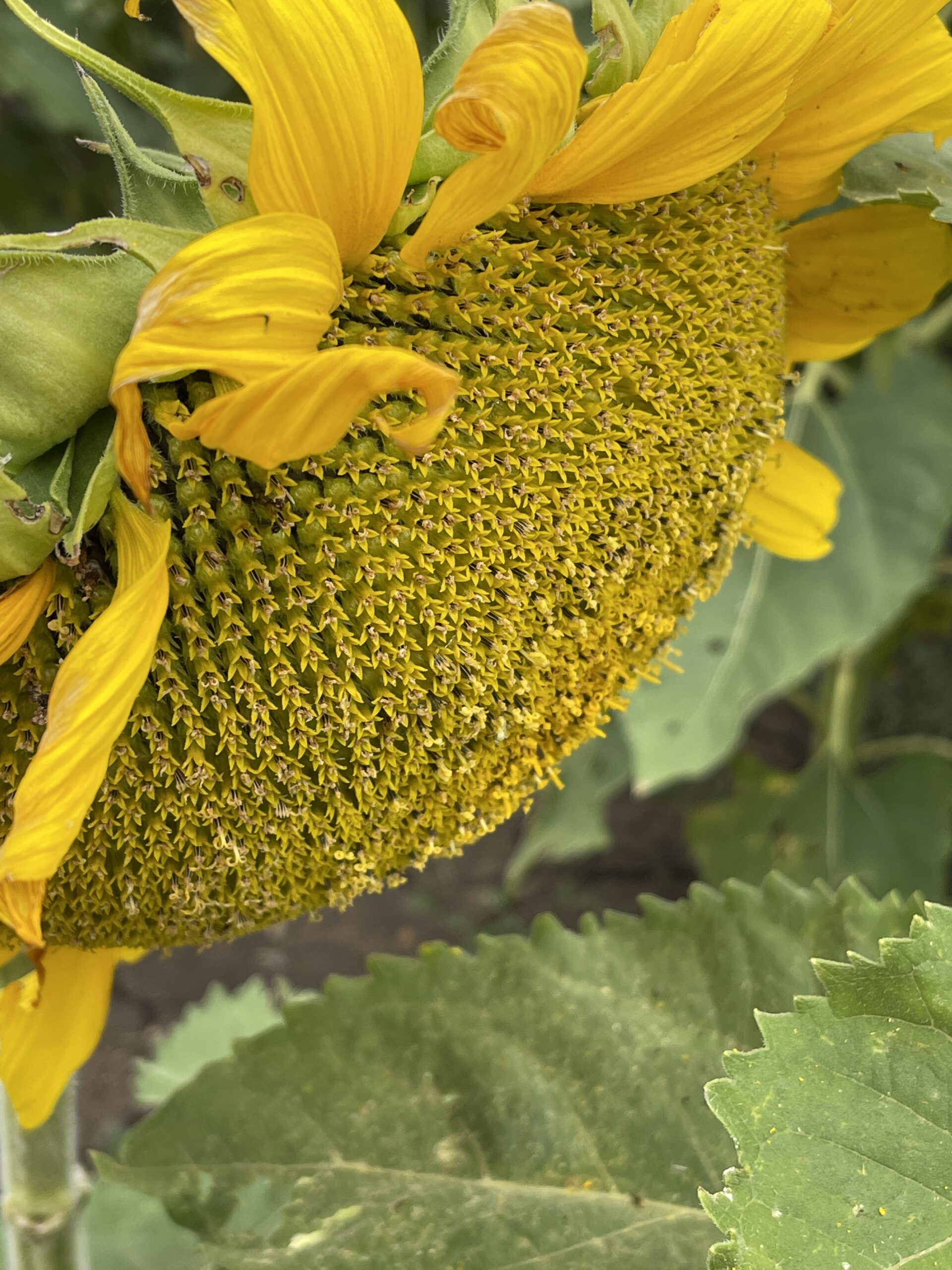 Kalbar Sunflower trip